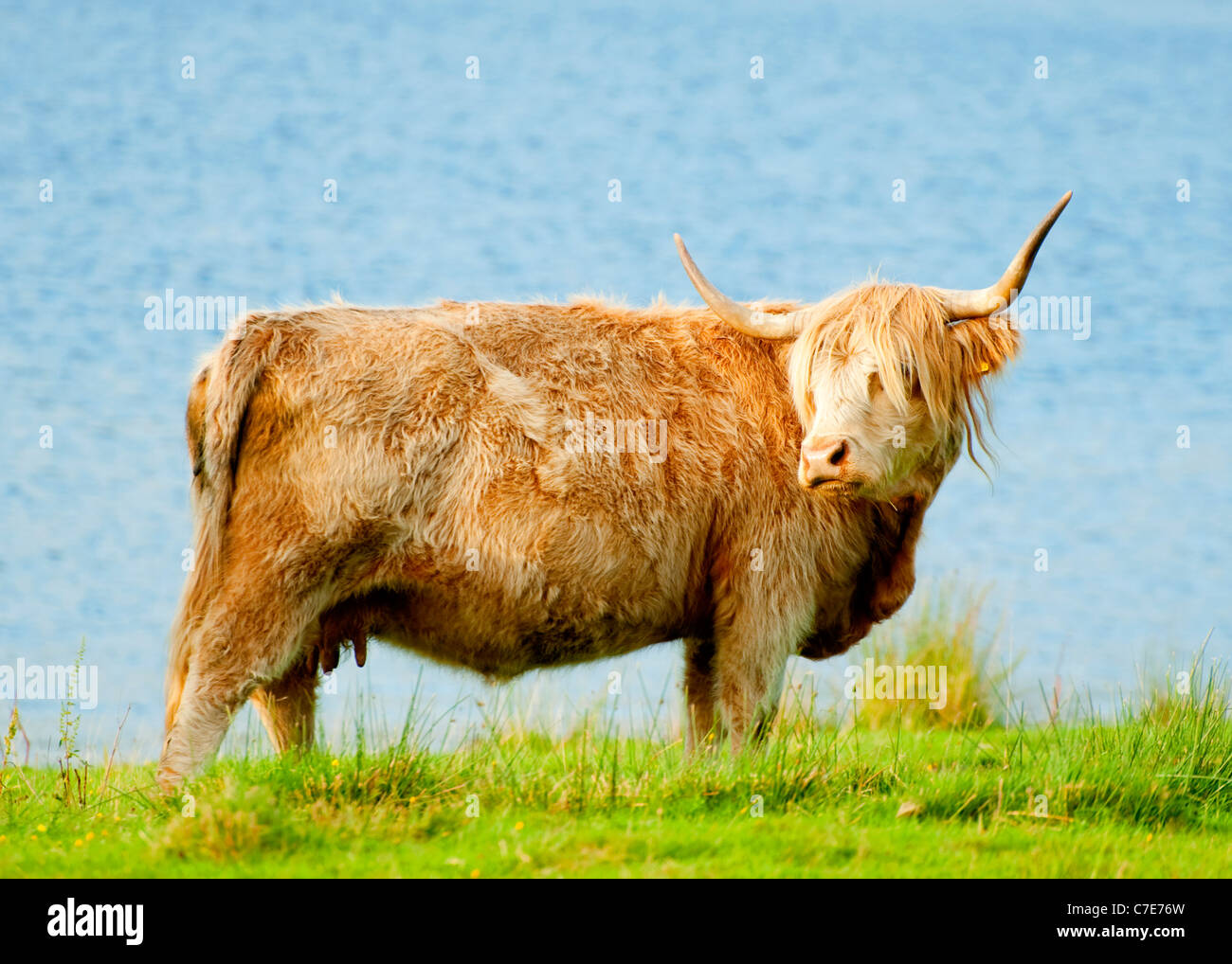 A highland cow on the banks of Loch Lomond Stock Photo - Alamy