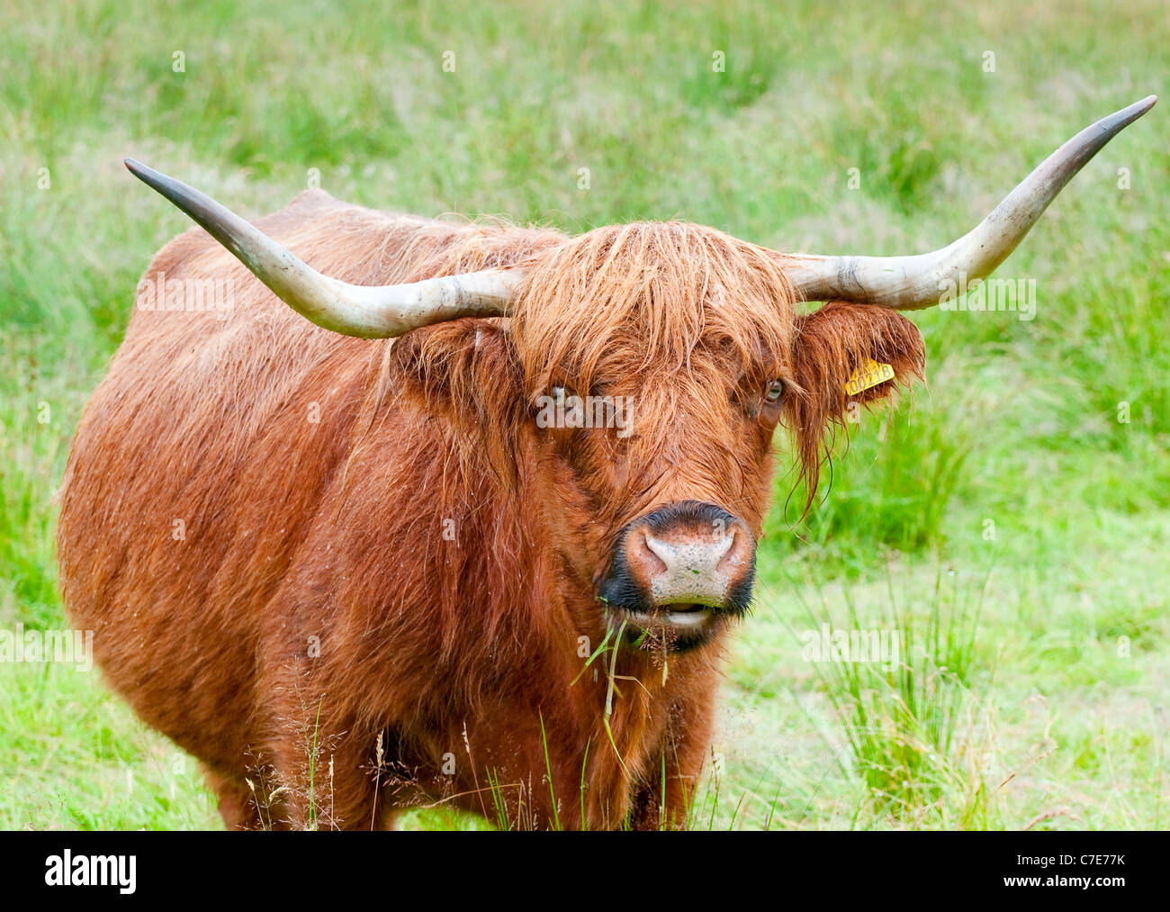 Highland cow breed with hairy shaggy coat hi-res stock photography and ...