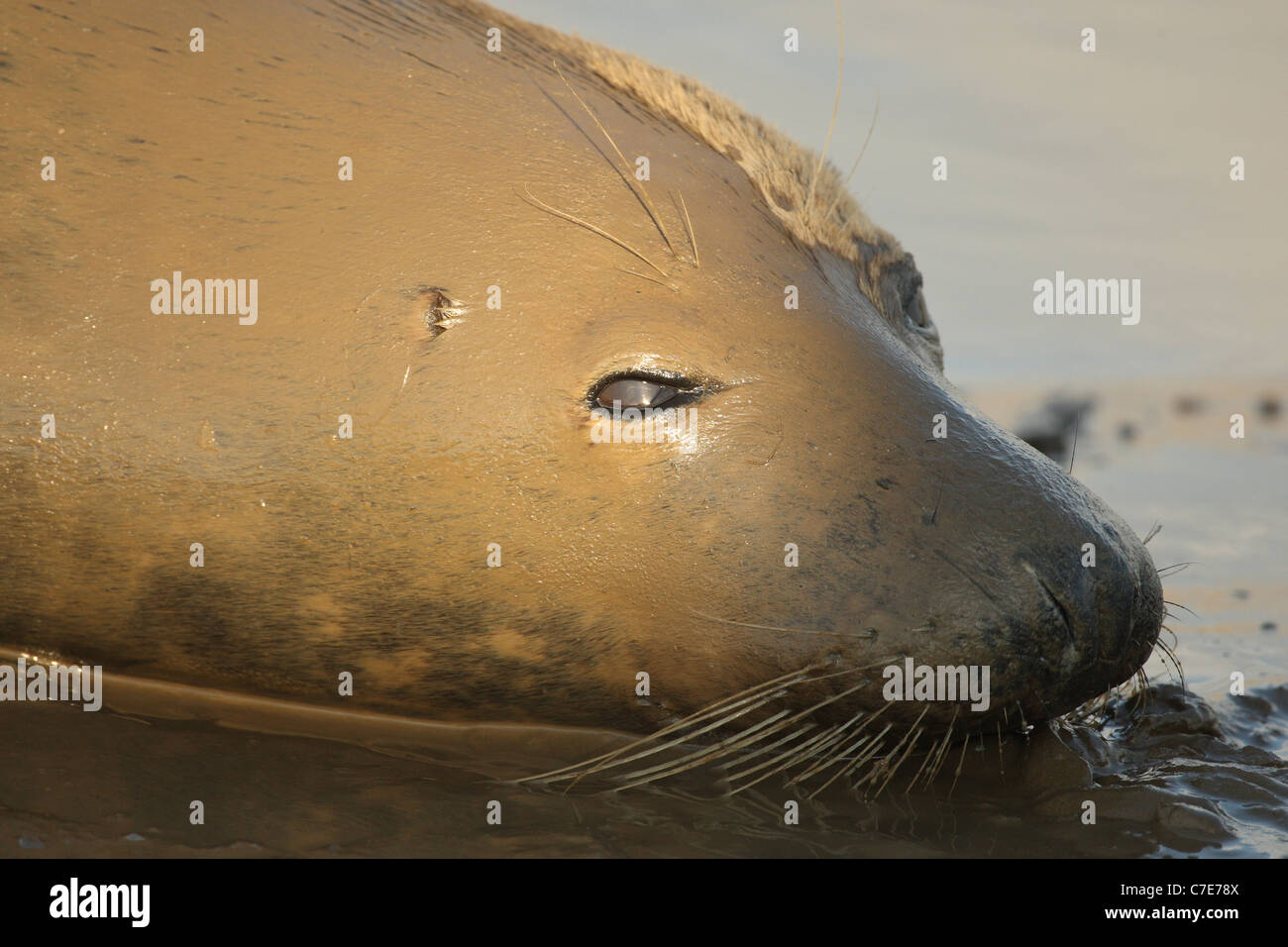 Grey seals at Donna nook Stock Photo - Alamy