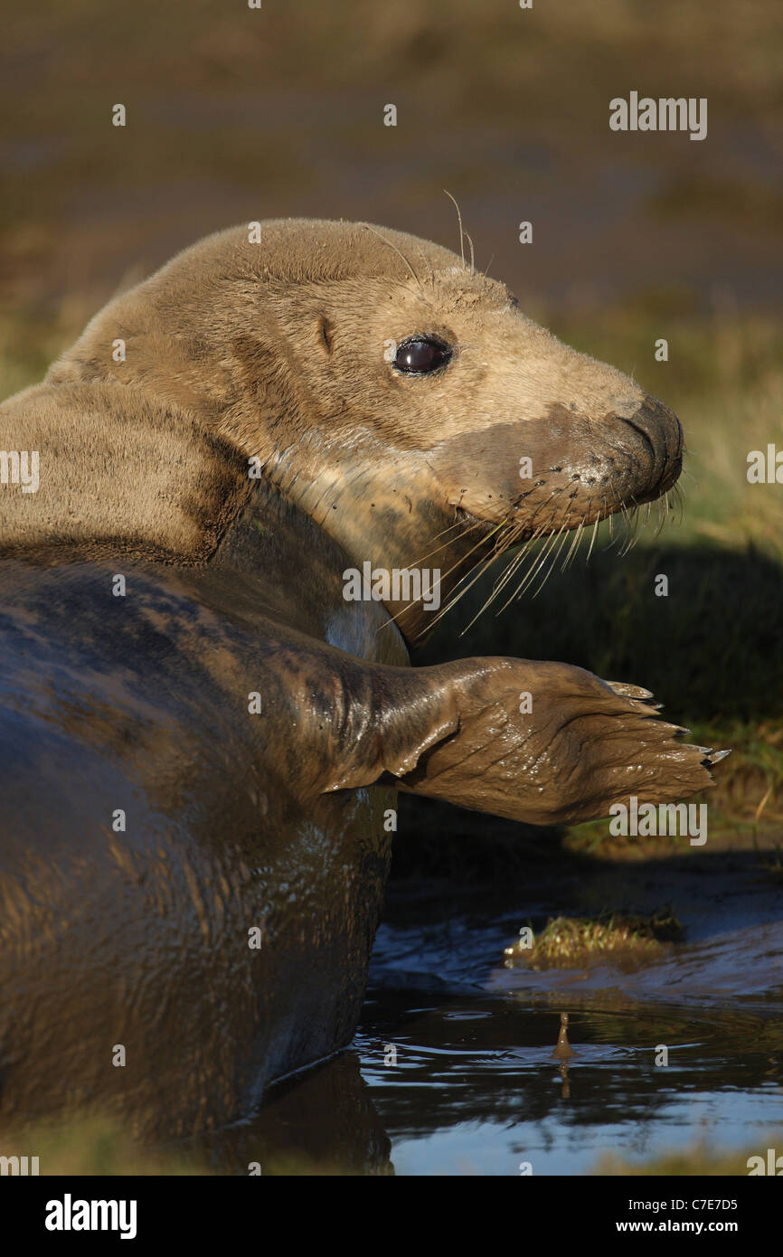 Grey seals at Donna nook Stock Photo - Alamy