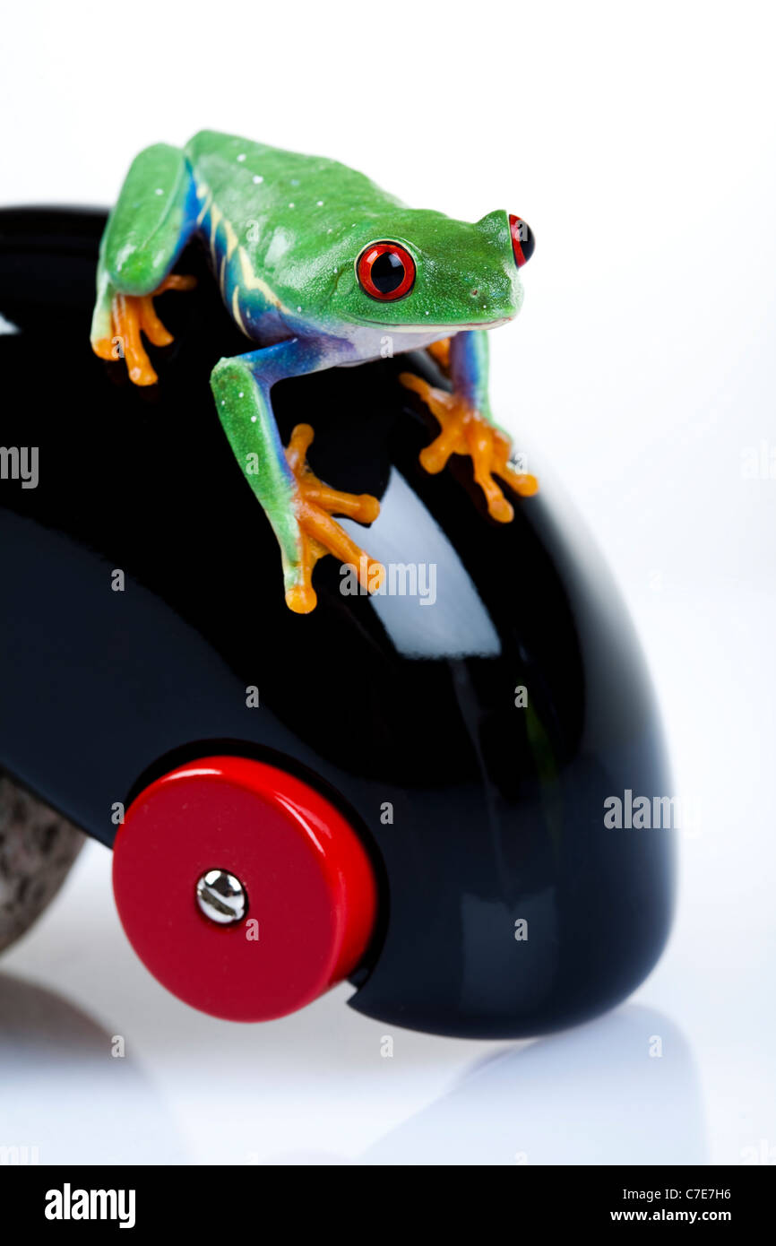 Frog in a car Stock Photo - Alamy