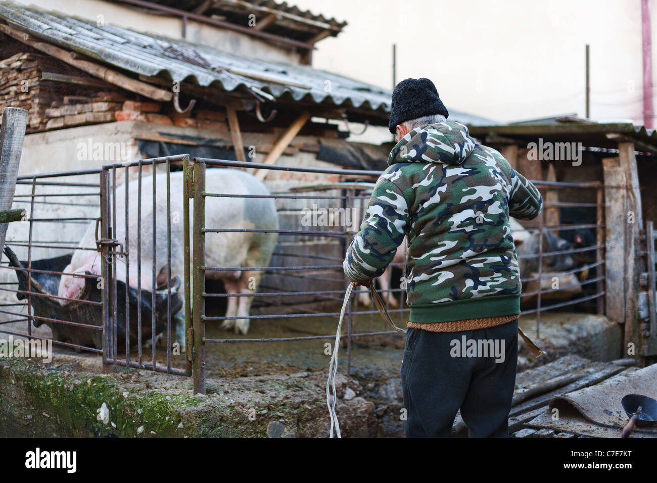 Hog tie hi-res stock photography and images - Alamy