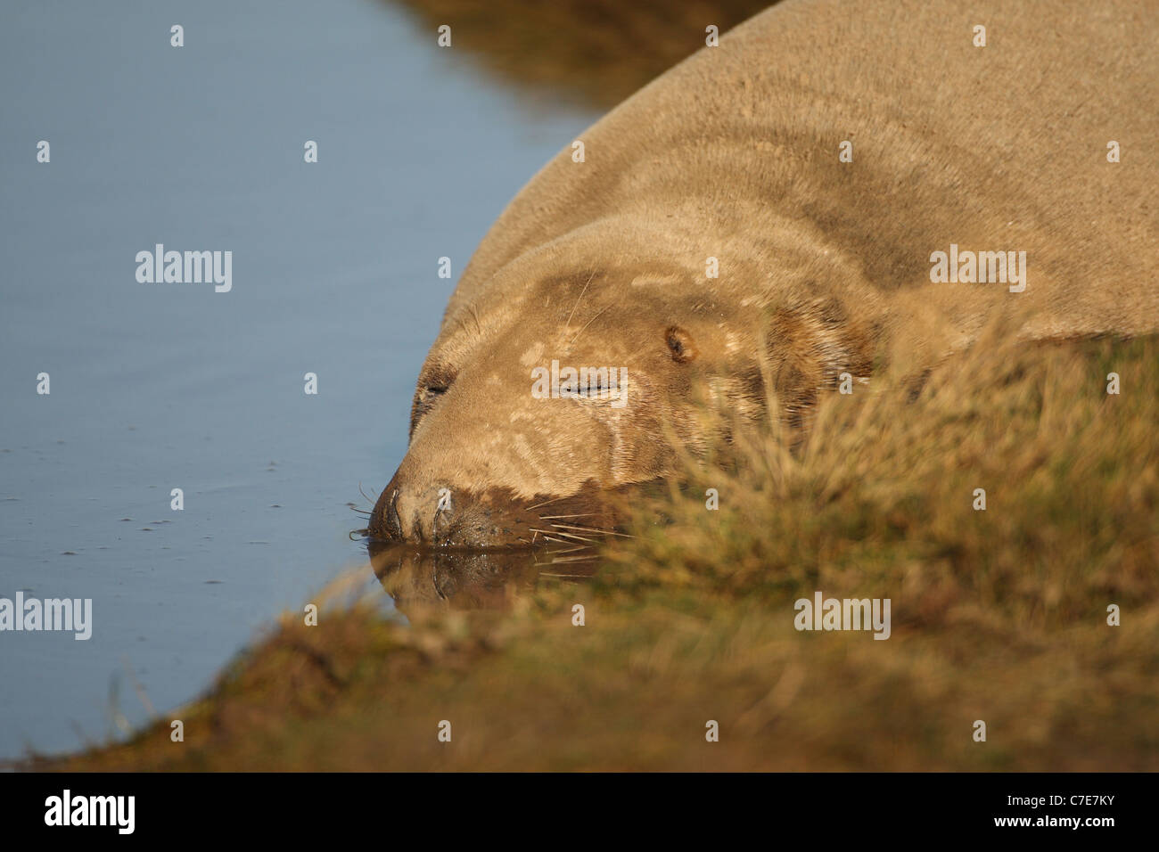 Grey seals at Donna nook Stock Photo - Alamy