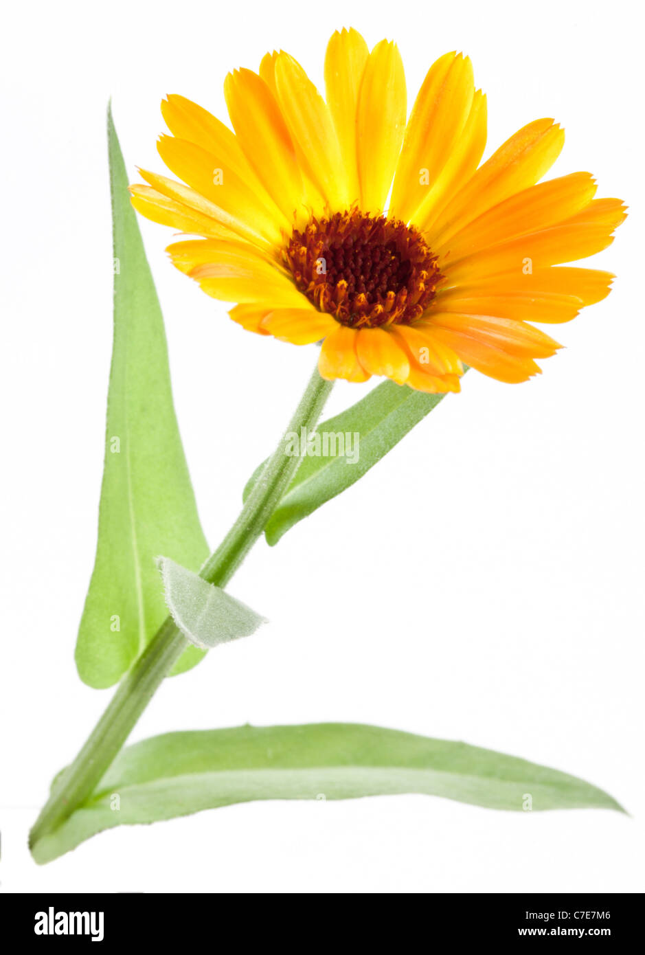 Calendula flower isolated on a white background Stock Photo - Alamy