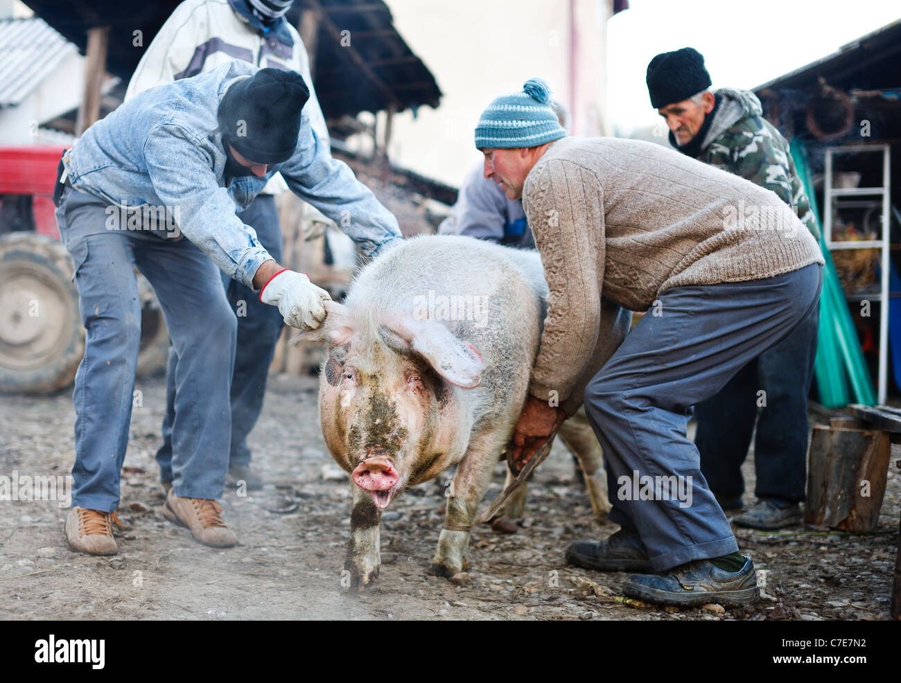 Catch the pig hi-res stock photography and images - Alamy
