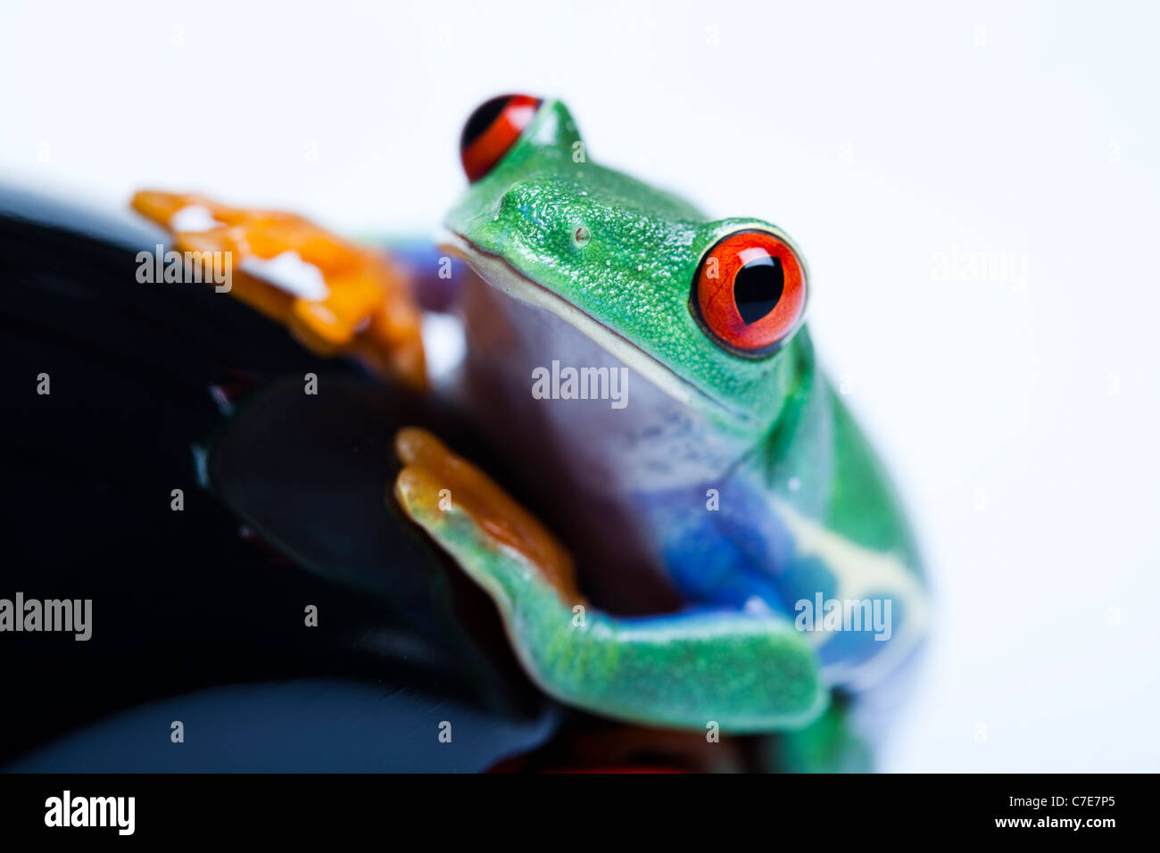 Frog and car Stock Photo - Alamy