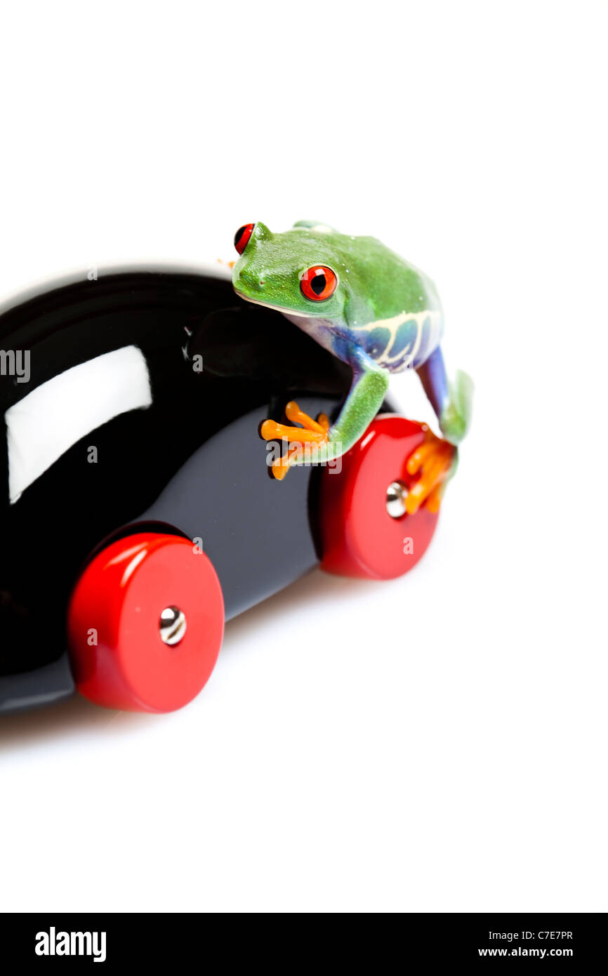 Frog in a car Stock Photo - Alamy