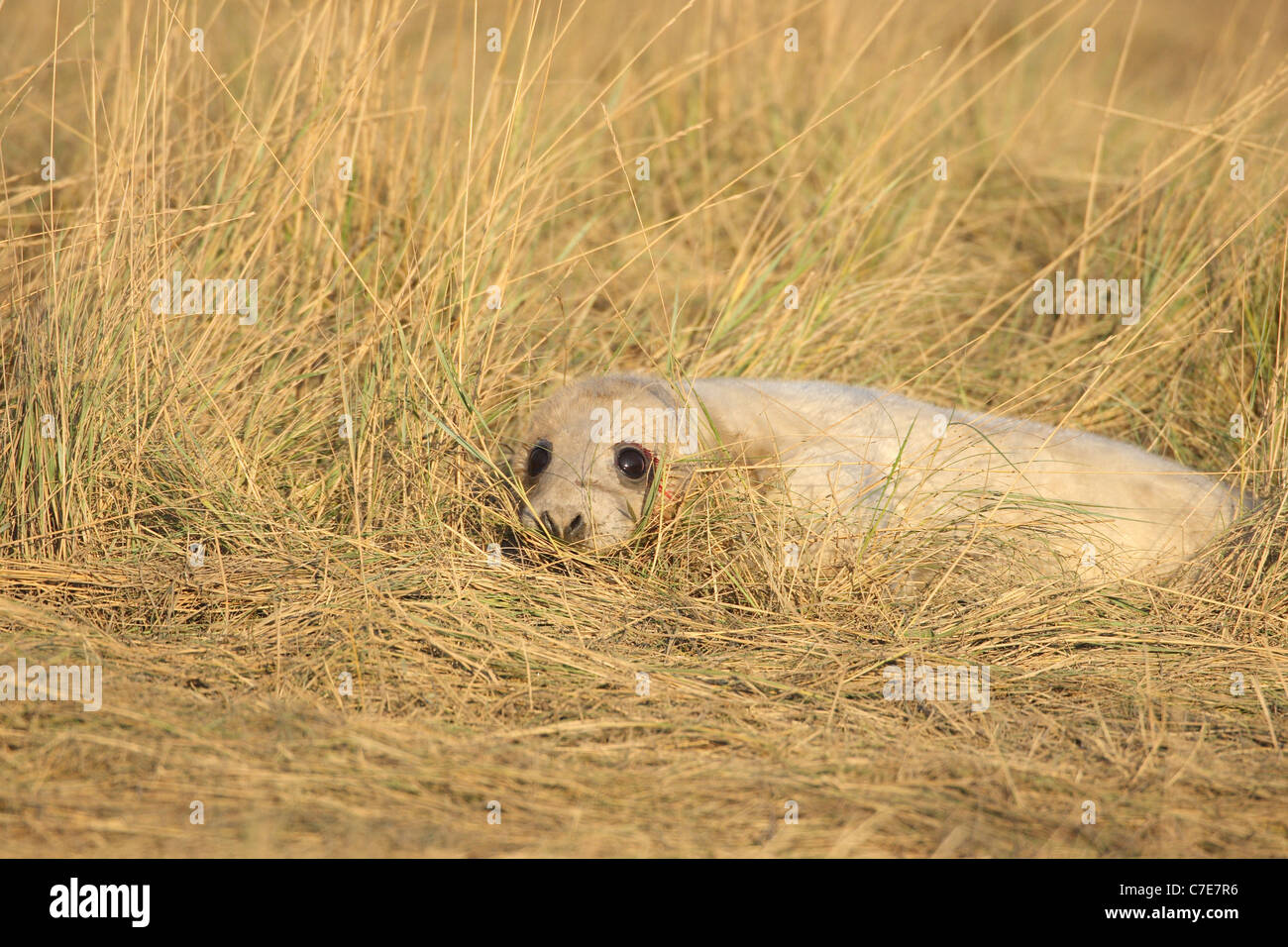 Grey seals at Donna nook Stock Photo - Alamy