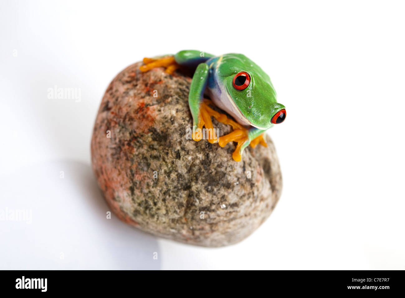 Frog on a stone Stock Photo - Alamy