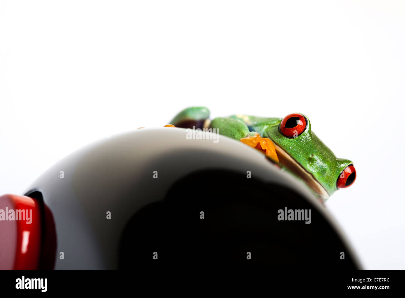 Frog in a car Stock Photo - Alamy