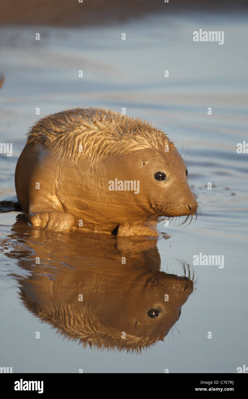 Grey seals at Donna nook Stock Photo - Alamy