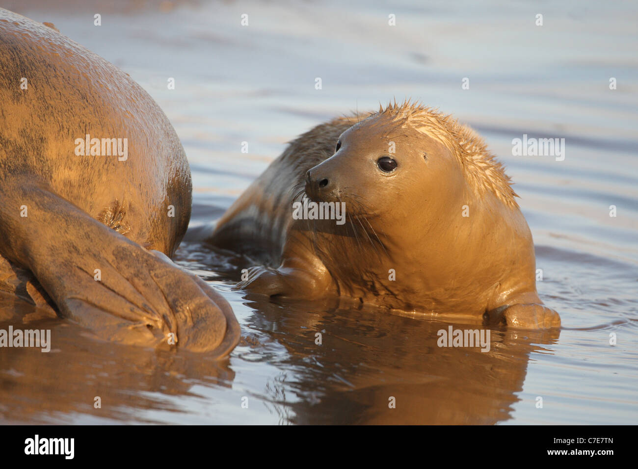 Grey seals at Donna nook Stock Photo - Alamy