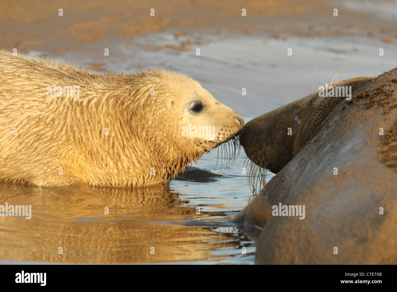 Grey seals at Donna nook Stock Photo - Alamy