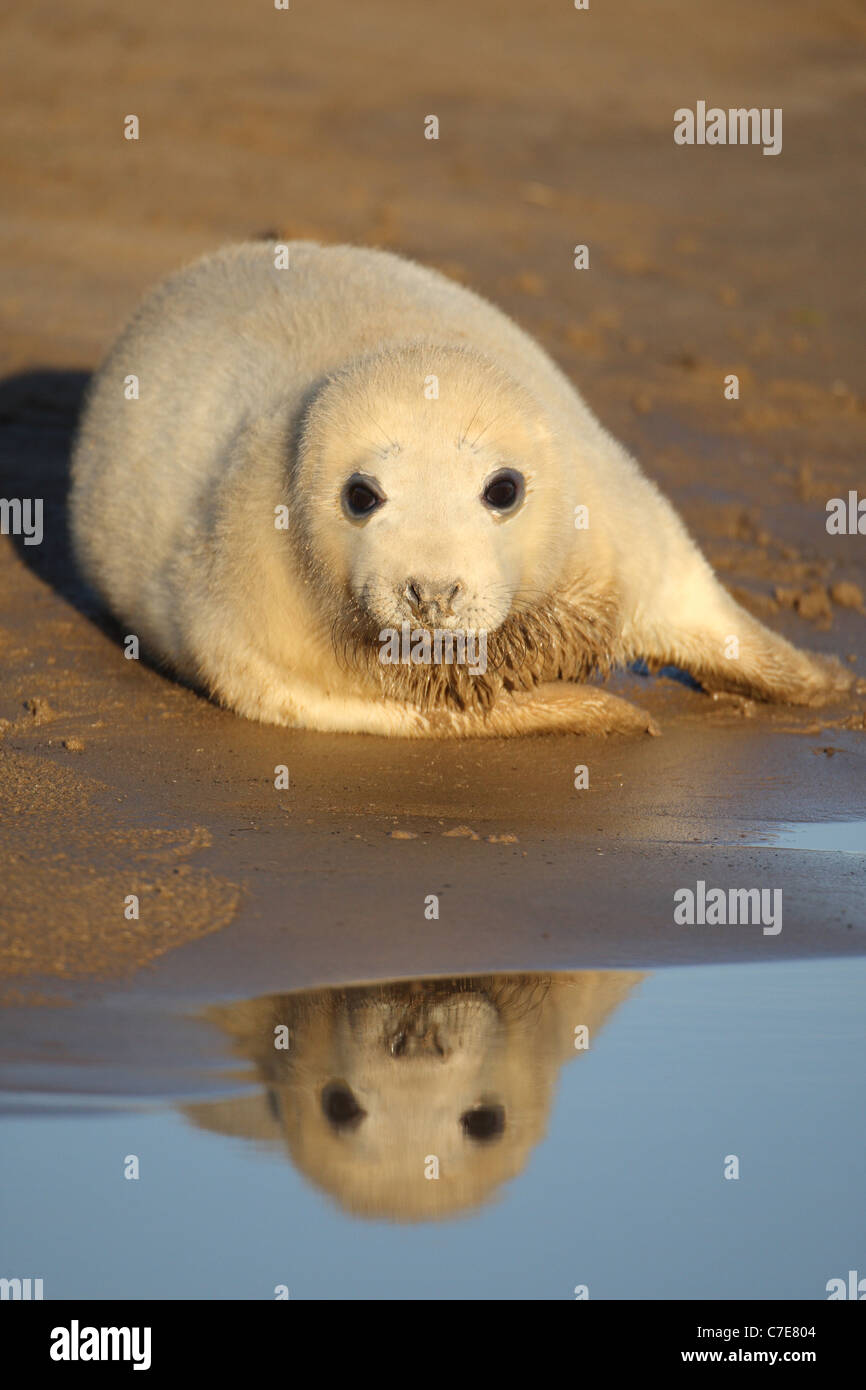 Grey seals at Donna nook Stock Photo - Alamy
