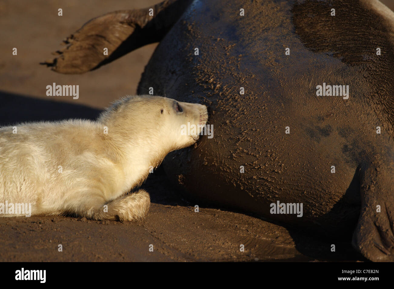 Grey seals at Donna nook Stock Photo - Alamy