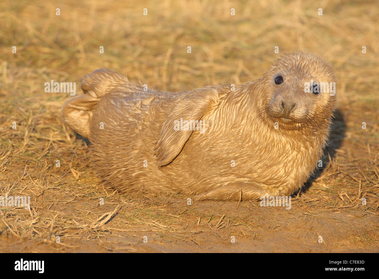 Grey seals at Donna nook Stock Photo - Alamy