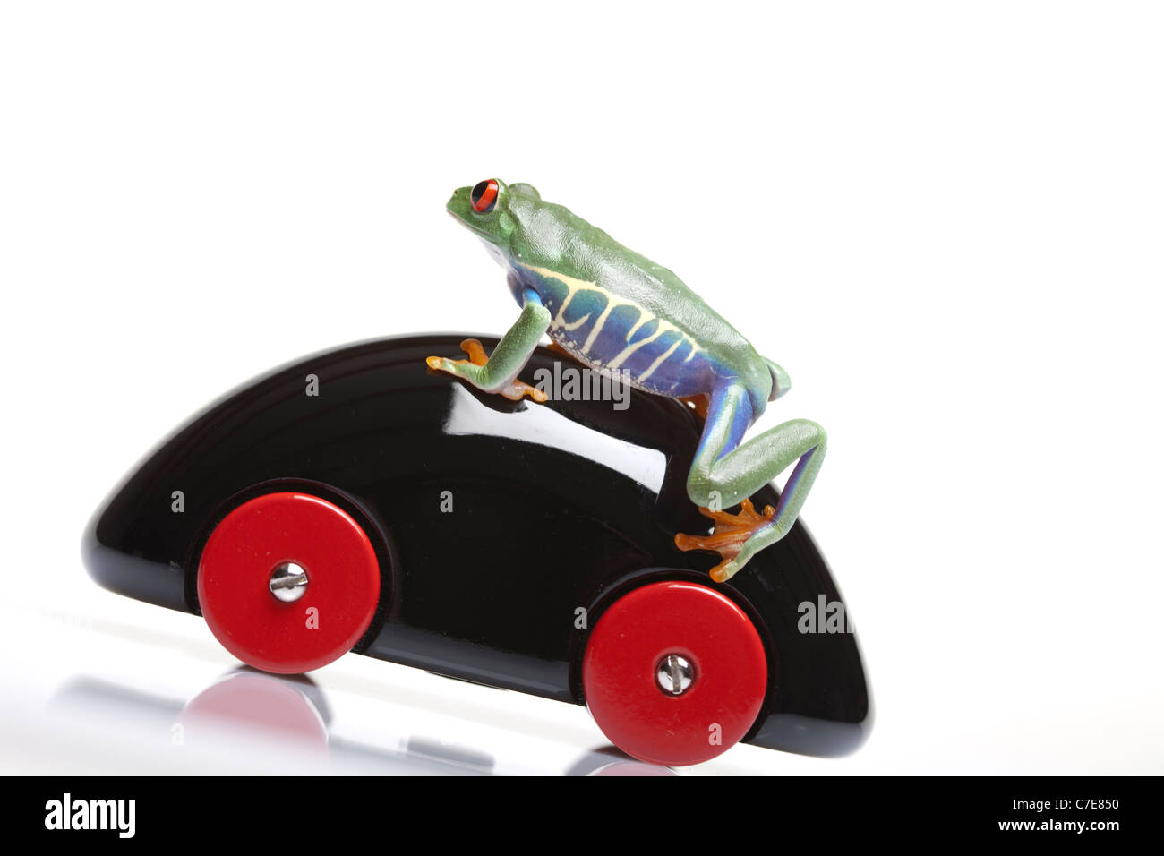 Frog in a car Stock Photo - Alamy