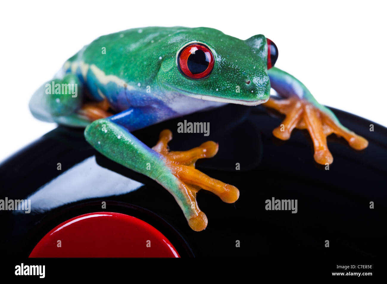 Frog on wooden toy car Stock Photo - Alamy