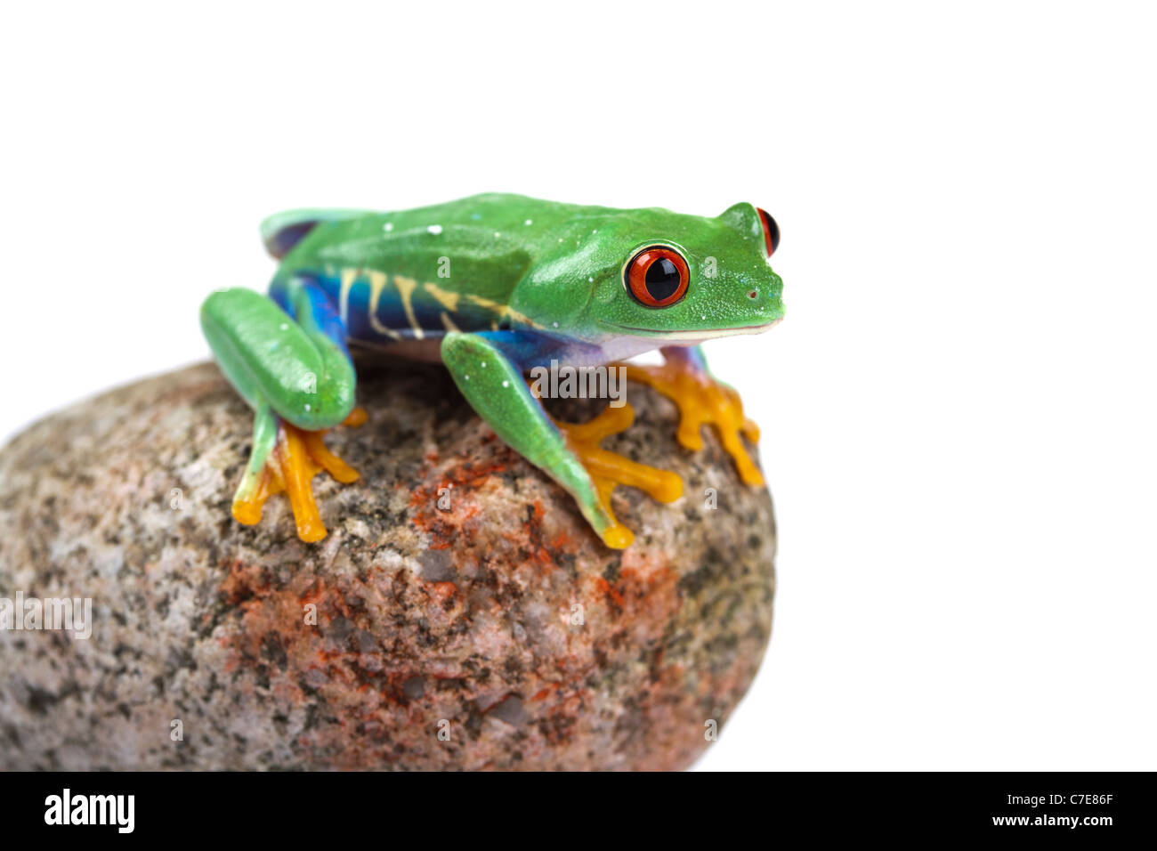 Frog on a stone Stock Photo - Alamy