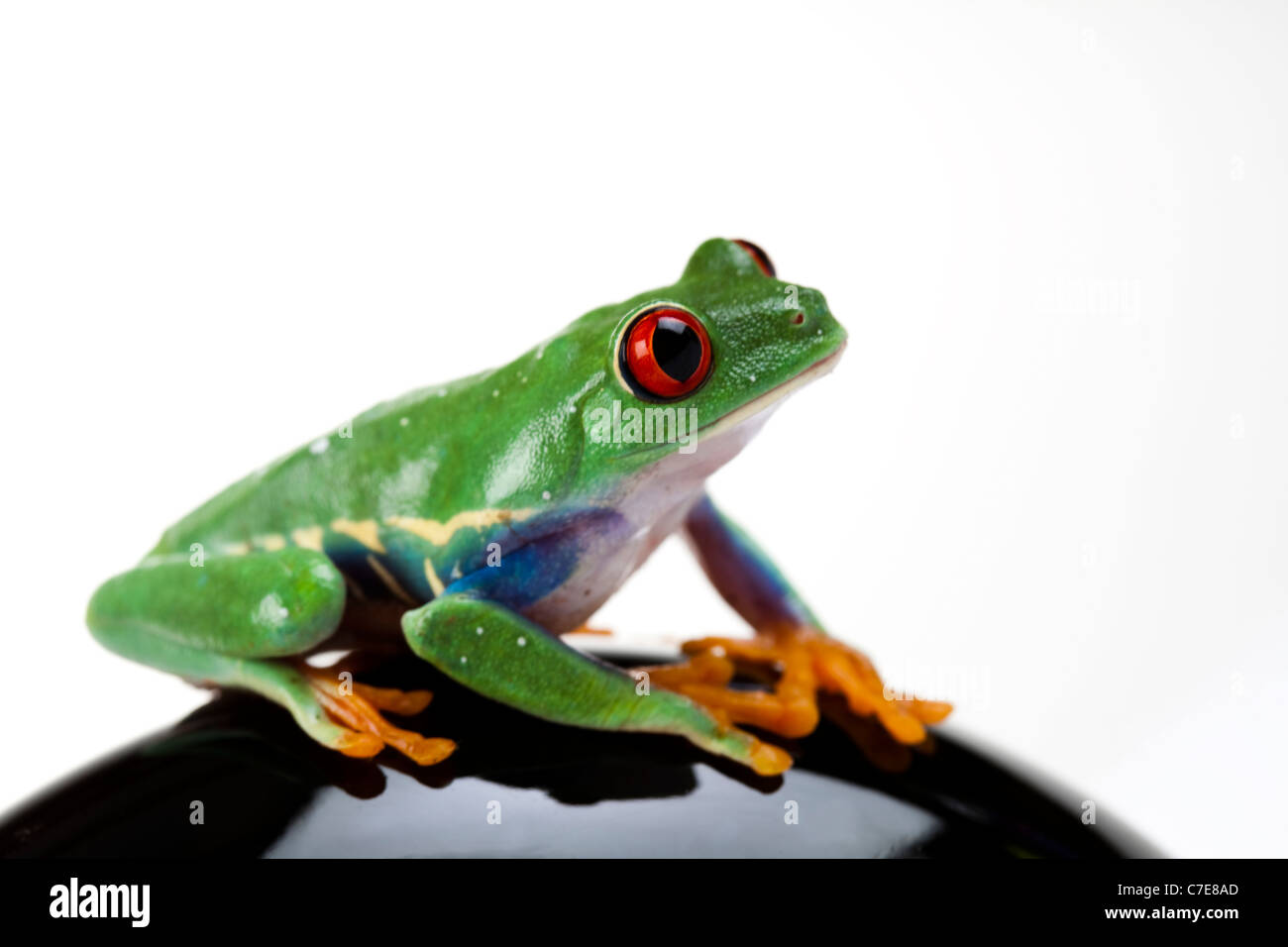 Frog and car Stock Photo - Alamy