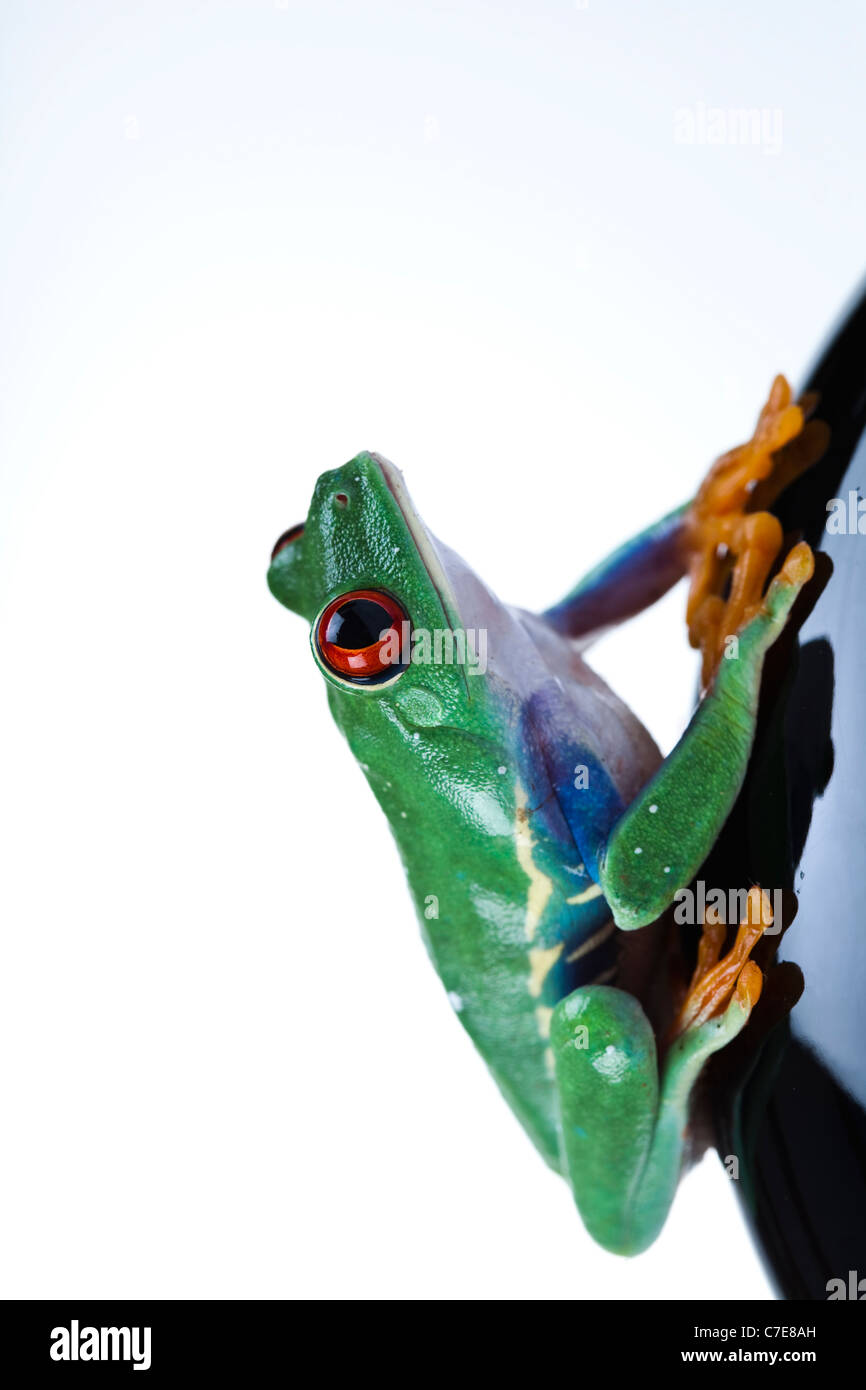 Frog and car Stock Photo - Alamy