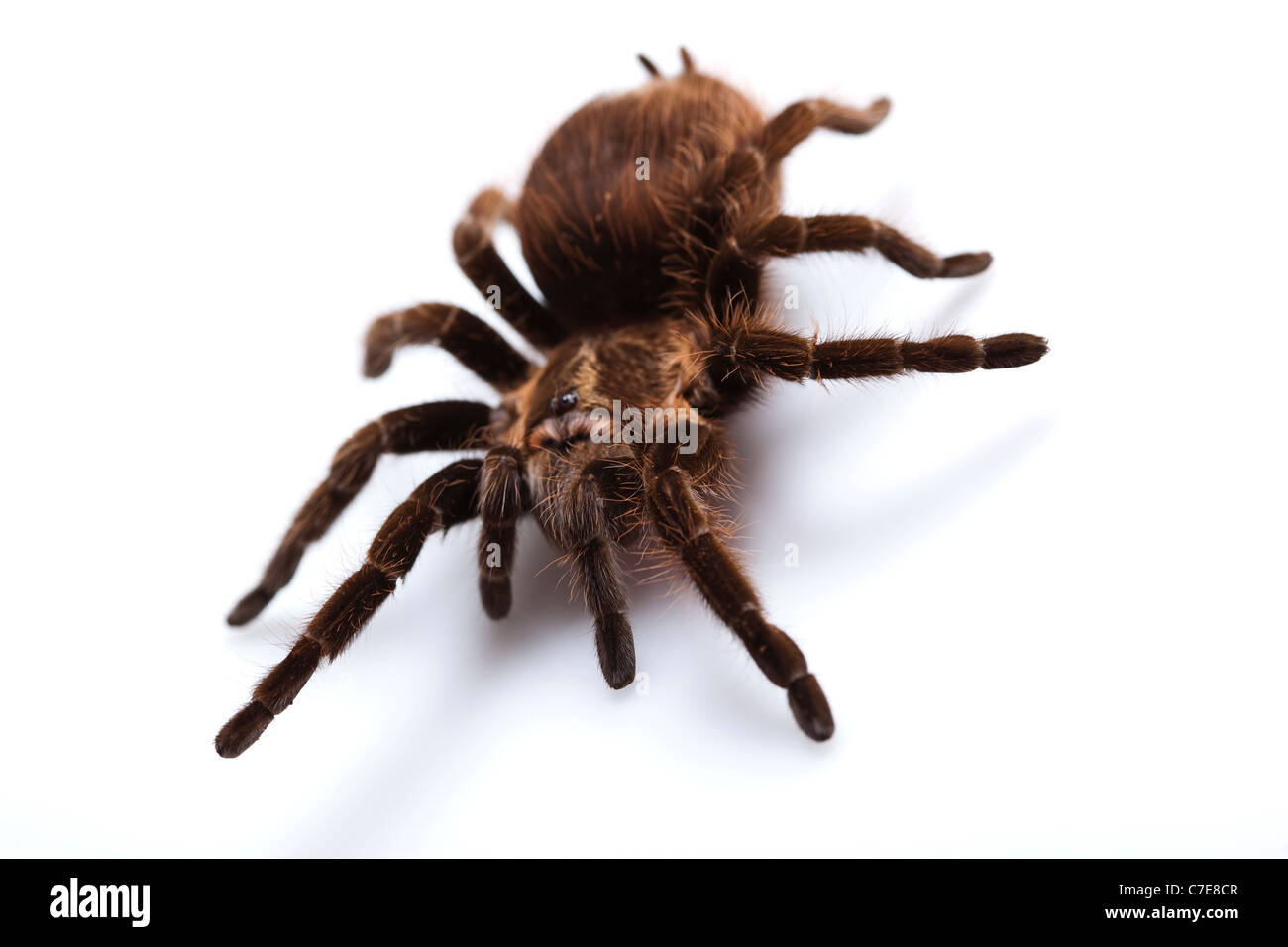 Spider on white background Stock Photo - Alamy
