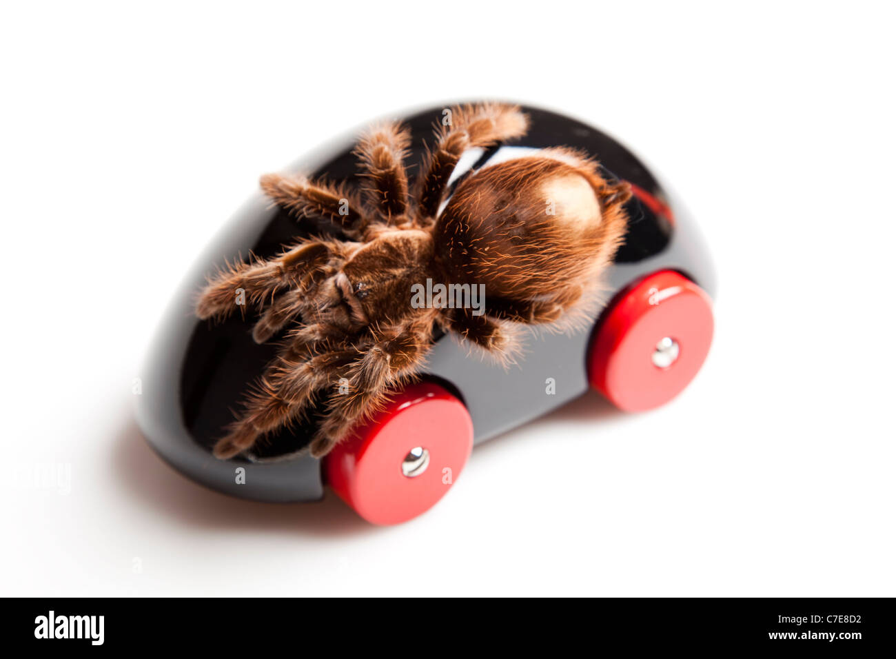 Tarantula on Toy Stock Photo - Alamy
