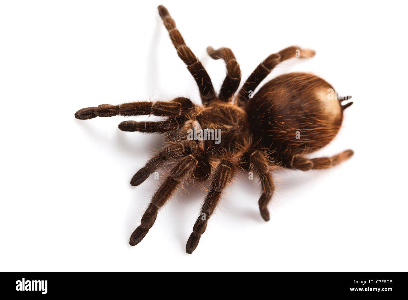 Tarantula spider on white background Stock Photo - Alamy