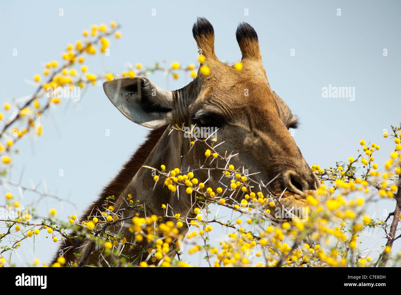 Giraffe thorn tree hi-res stock photography and images - Alamy