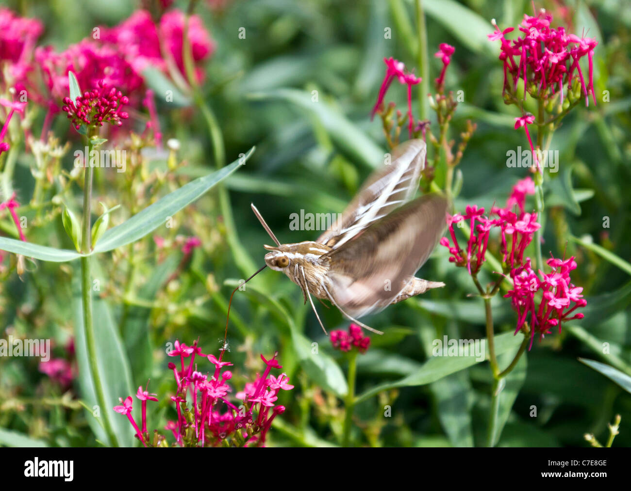 Hummingbird hawk hi-res stock photography and images - Alamy