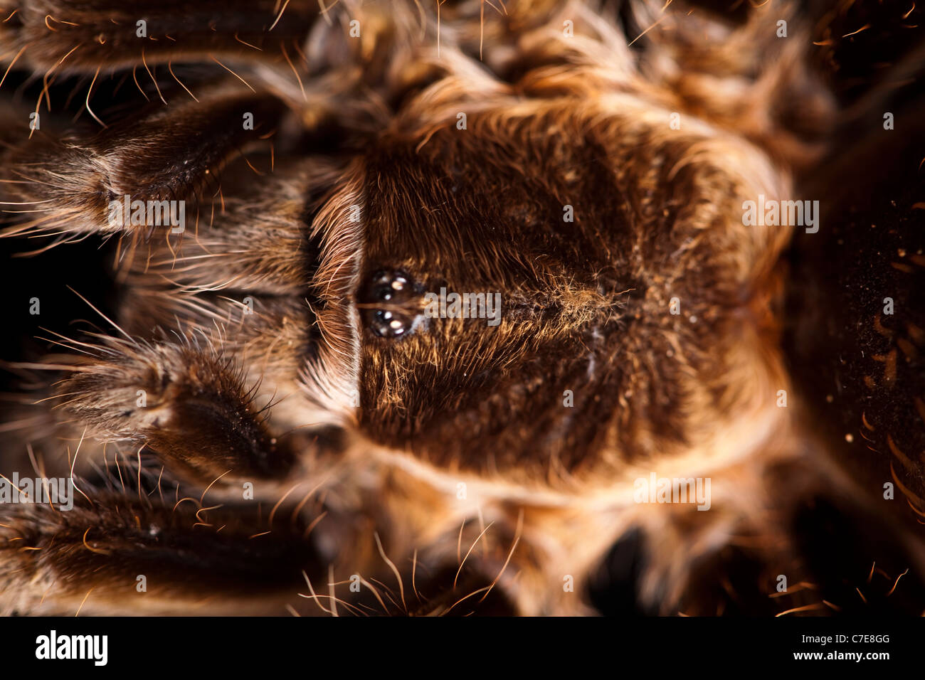 Close up spider Stock Photo - Alamy
