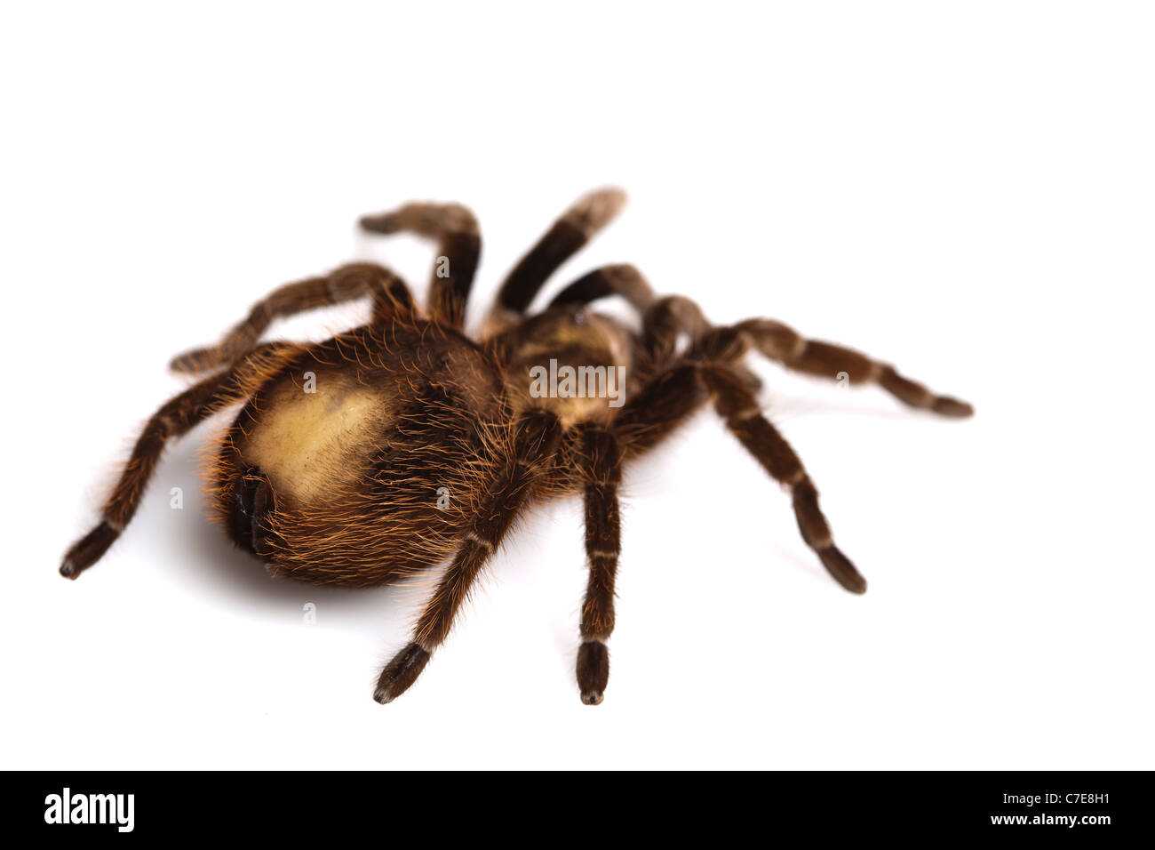 Tarantula spider on white background Stock Photo - Alamy