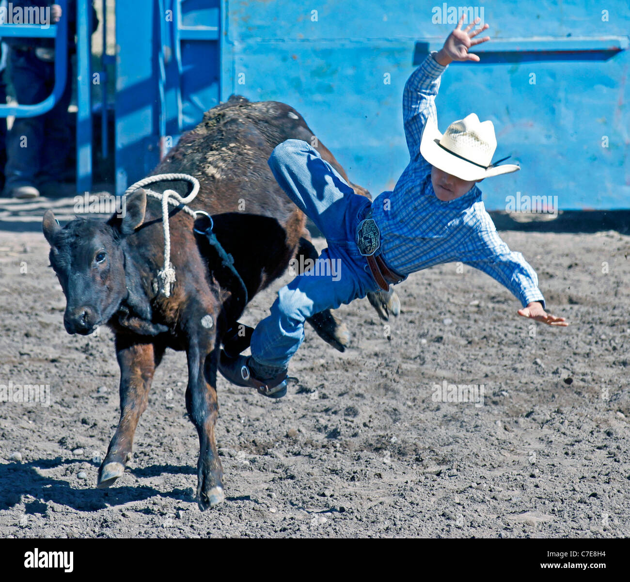 Young rider falling during the calf riding event of the rodeo held on ...