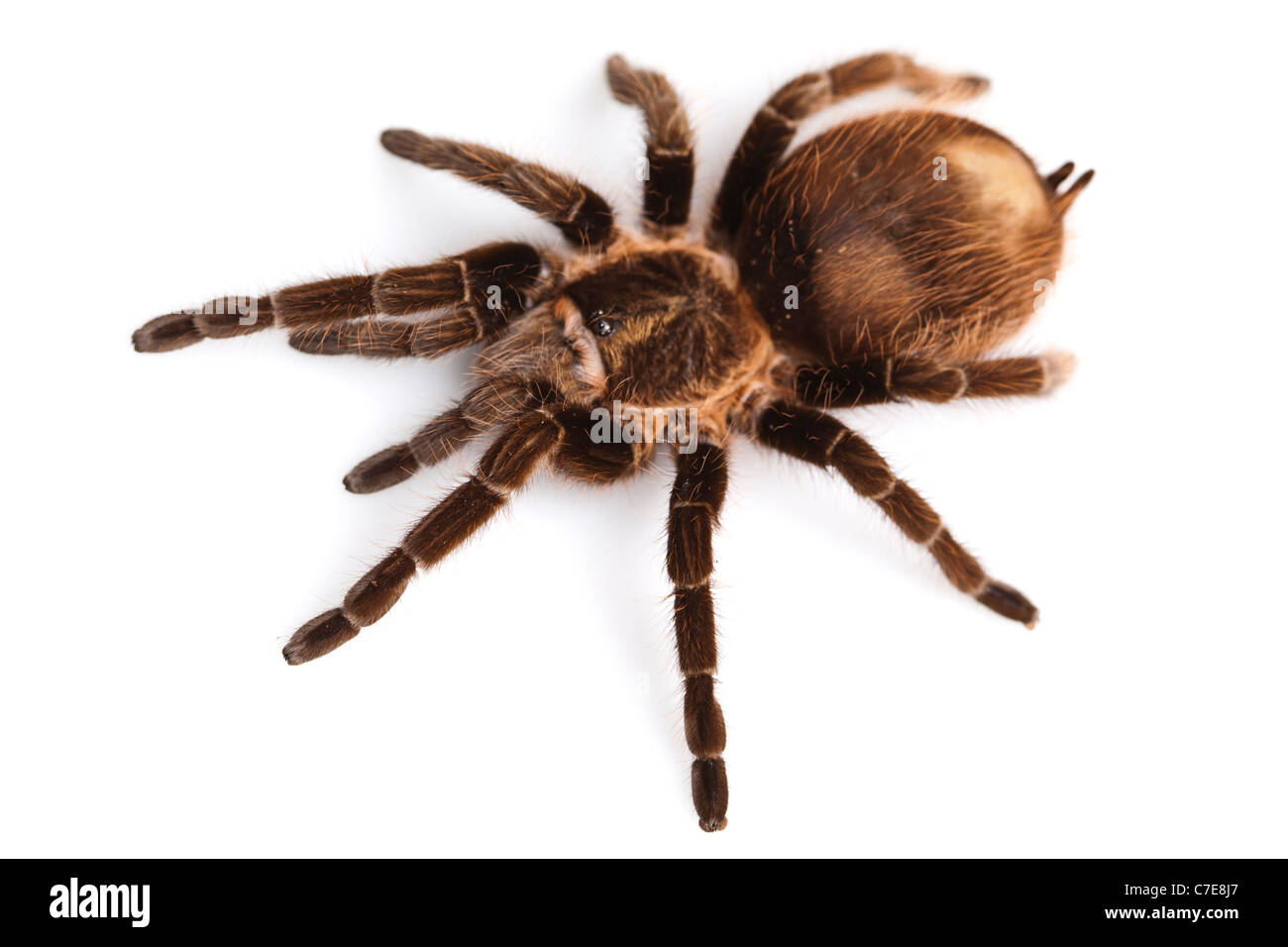 Spider on white background Stock Photo - Alamy