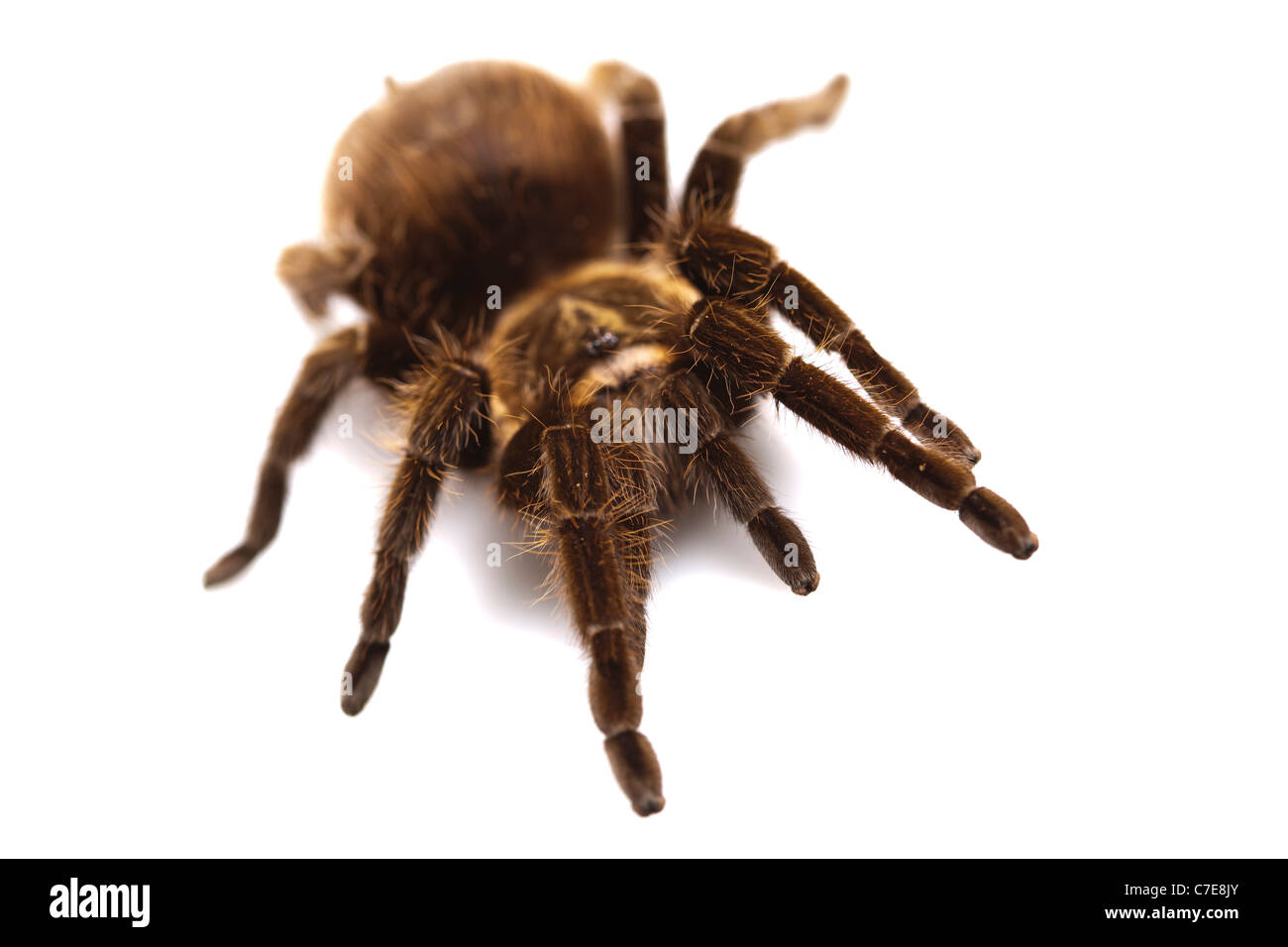 Tarantula attack hi-res stock photography and images - Alamy