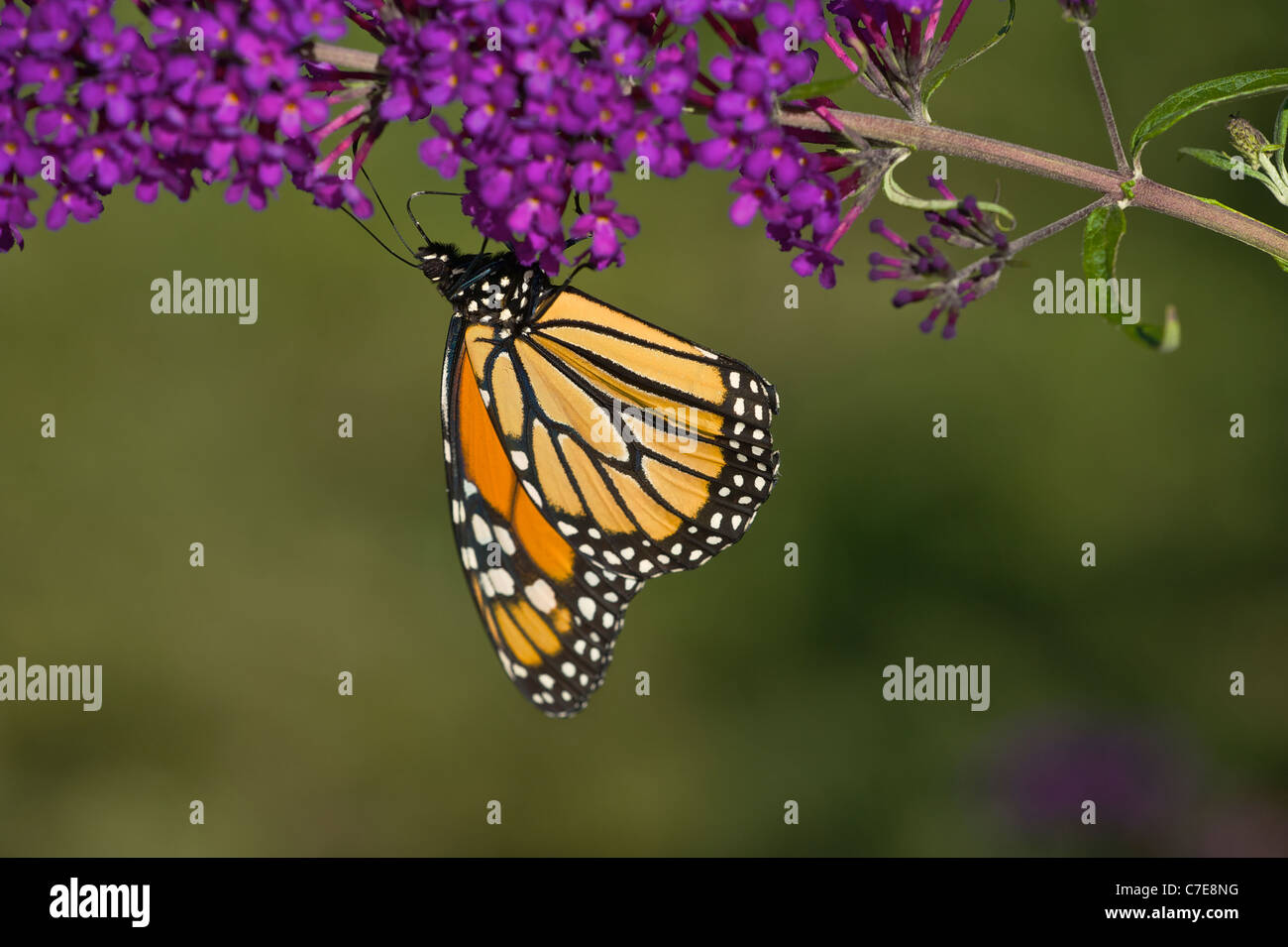 monarch butterfly hanging from magenta flower Stock Photo - Alamy