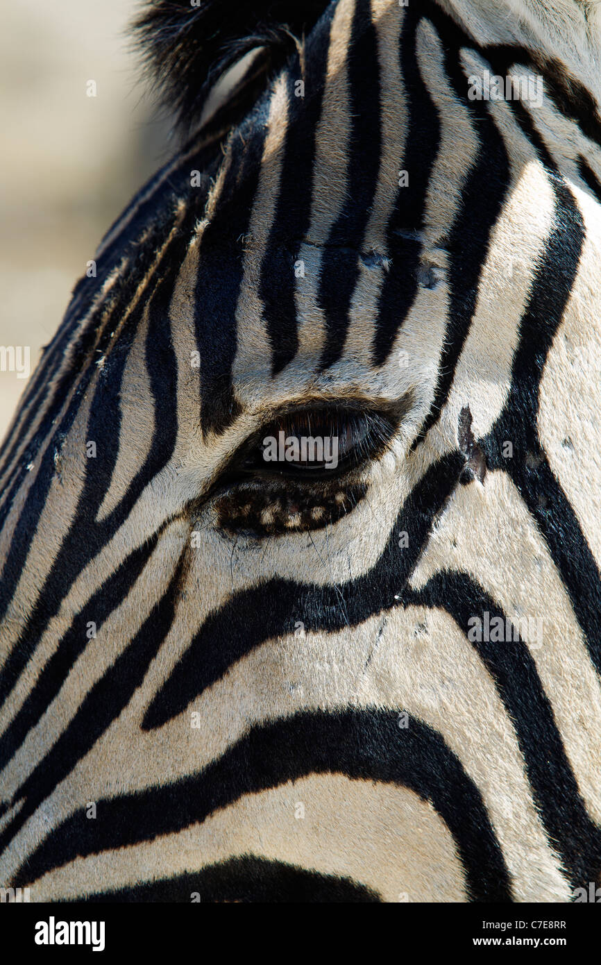 Lion Claw Marks High Resolution Stock Photography and Images - Alamy