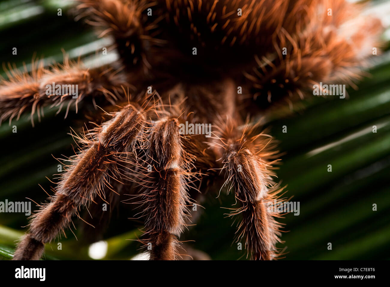Close up spider leg hi-res stock photography and images - Alamy