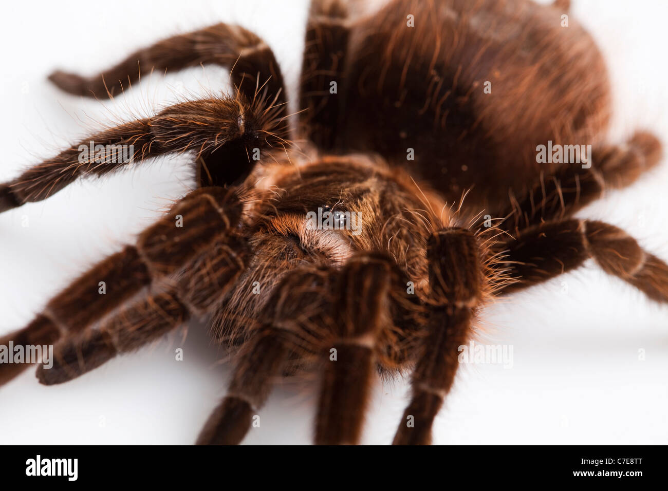 Close up spider Stock Photo - Alamy