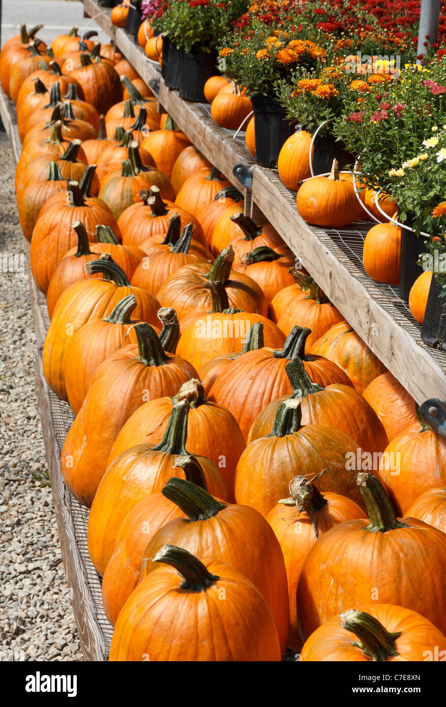Pumpkins for sale at a farm stand, Connecticut, USA Stock Photo - Alamy