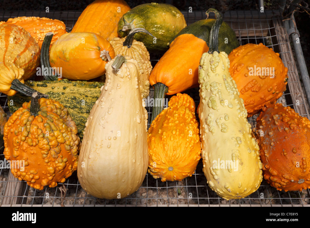 Decorative Pumpkins for sale at a farm stand, Connecticut, USA Stock ...