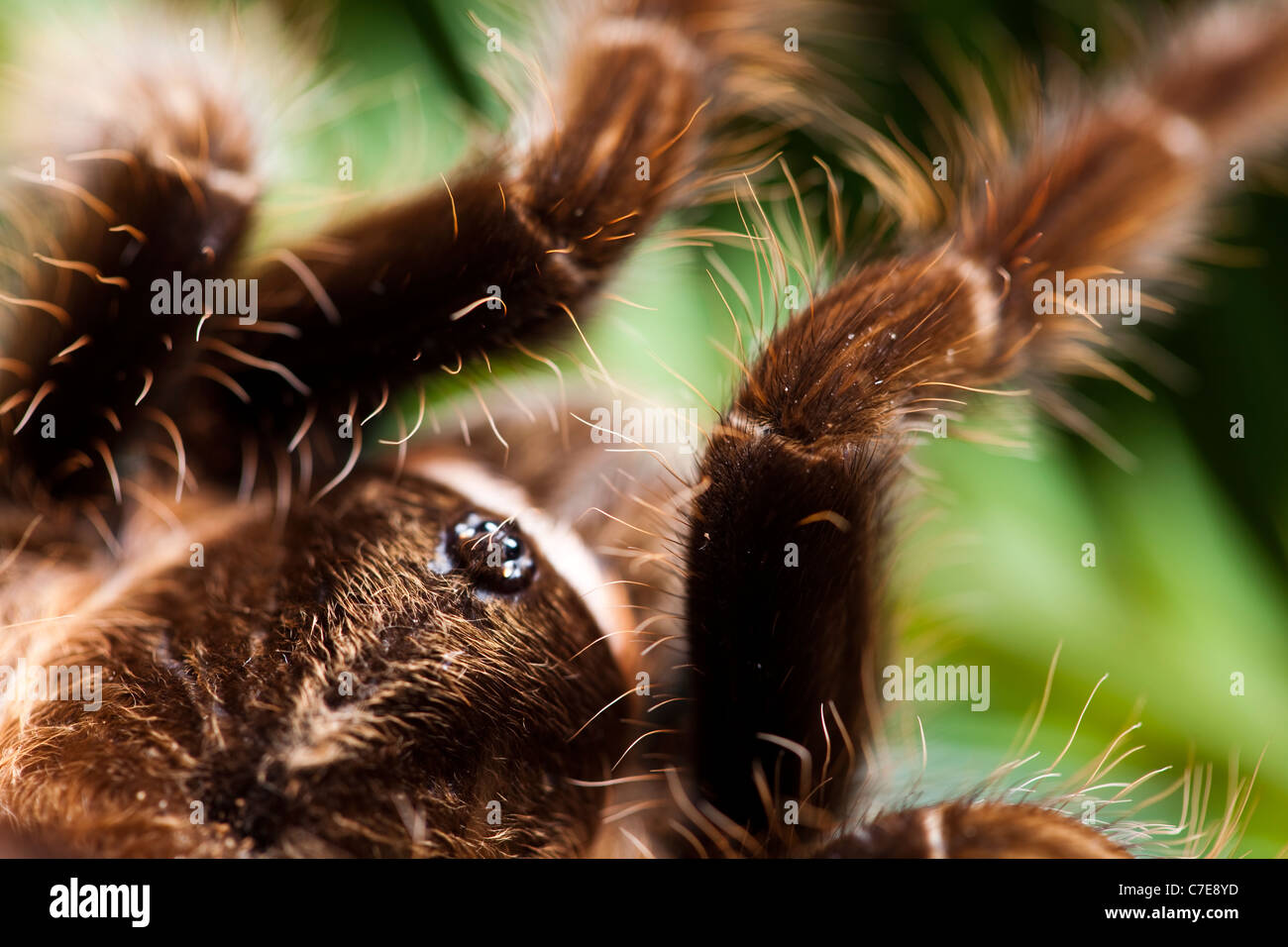 Close up spider leg hi-res stock photography and images - Alamy
