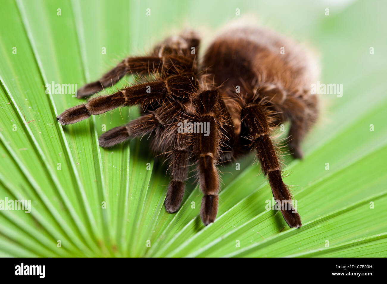 Scary Spider on Leaf Stock Photo - Alamy