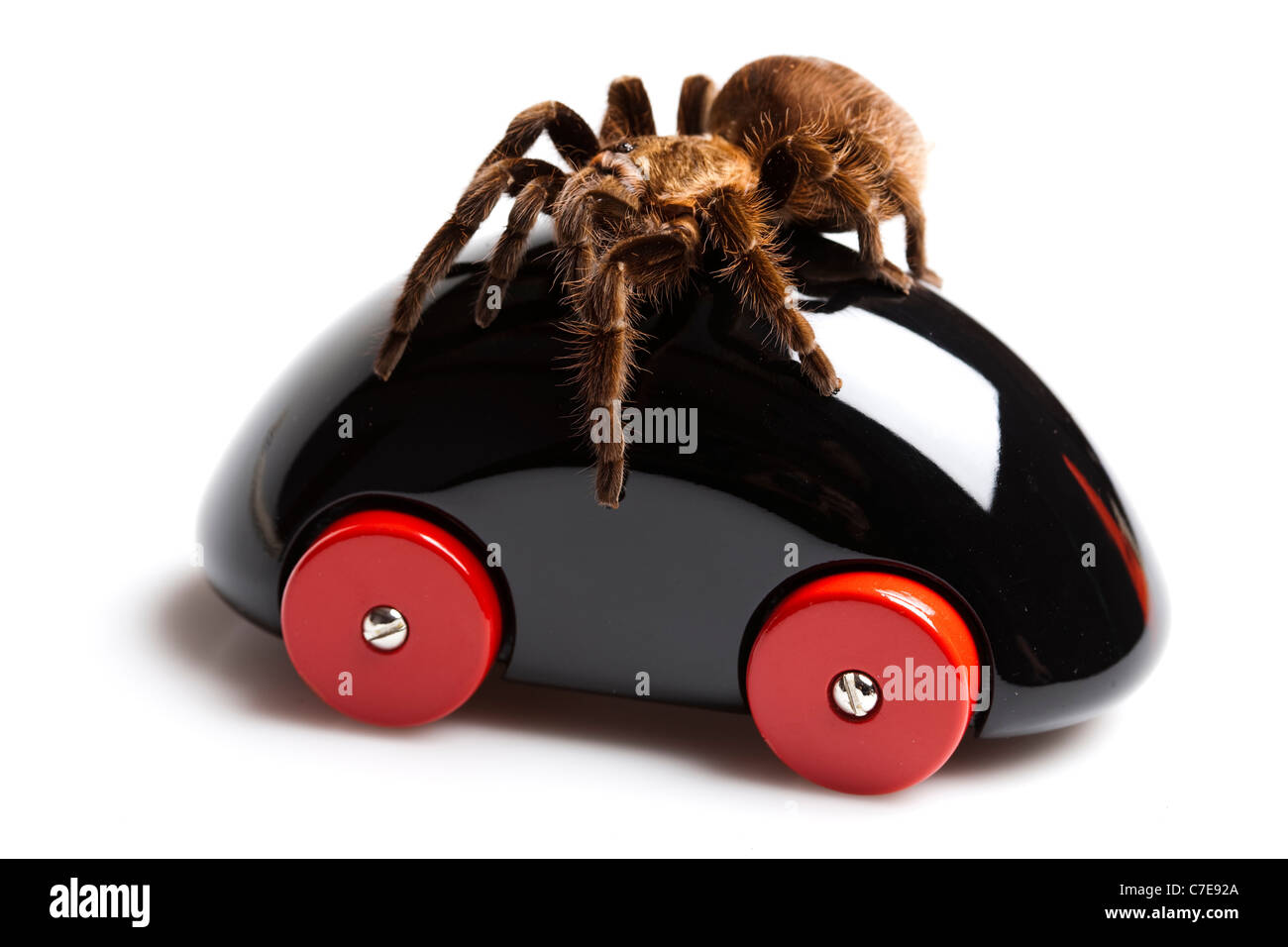 Tarantula on Toy Stock Photo - Alamy