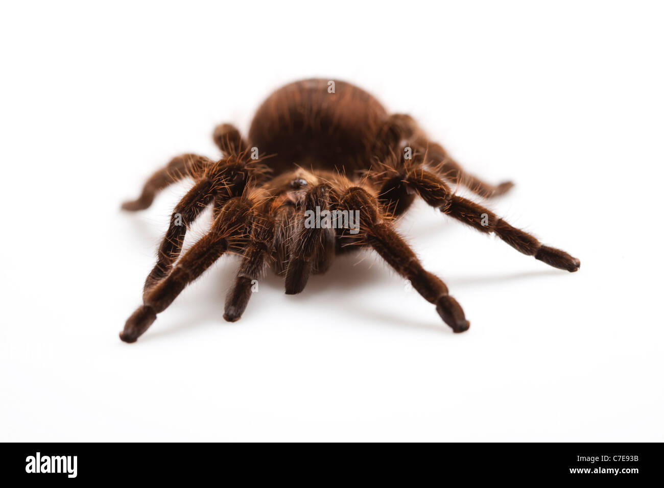 Spider on white background Stock Photo - Alamy