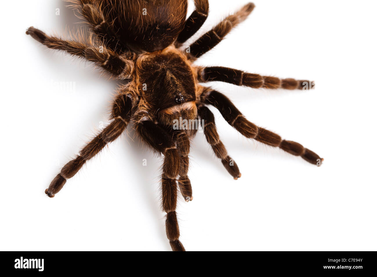 Spider on white background Stock Photo - Alamy