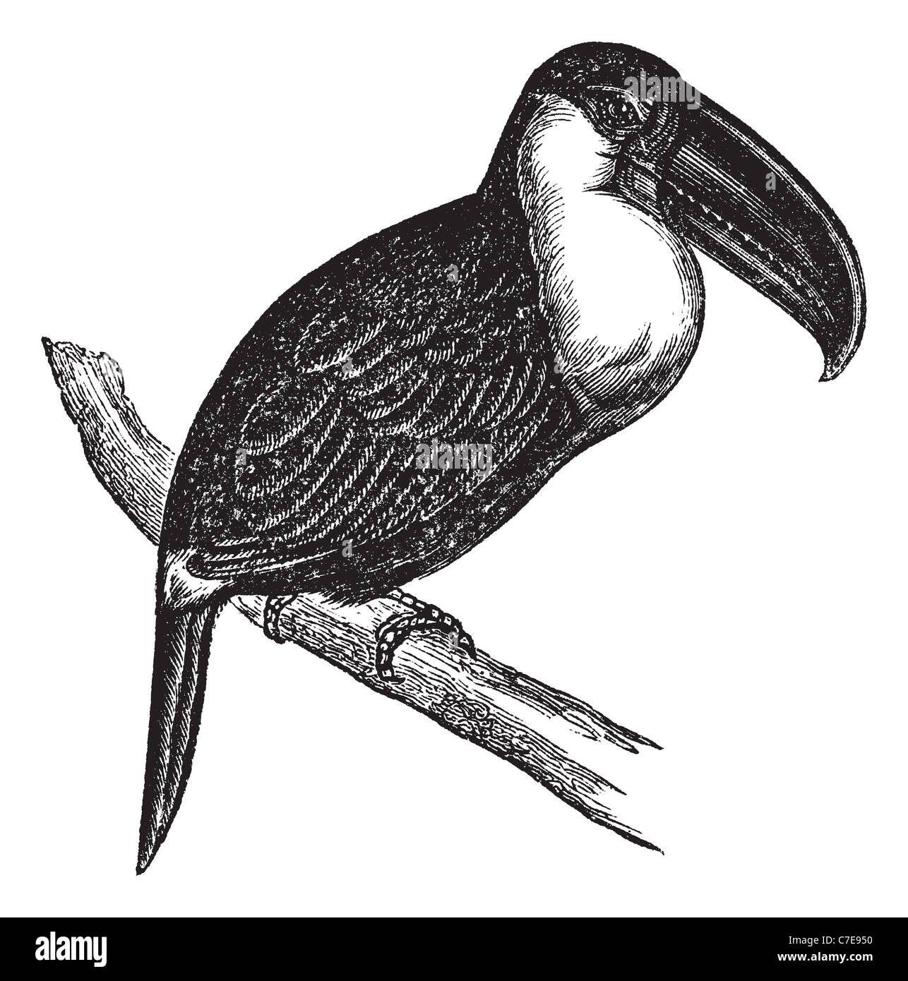 Lettered Aracari or Pteroglossus inscriptus, vintage engraved ...