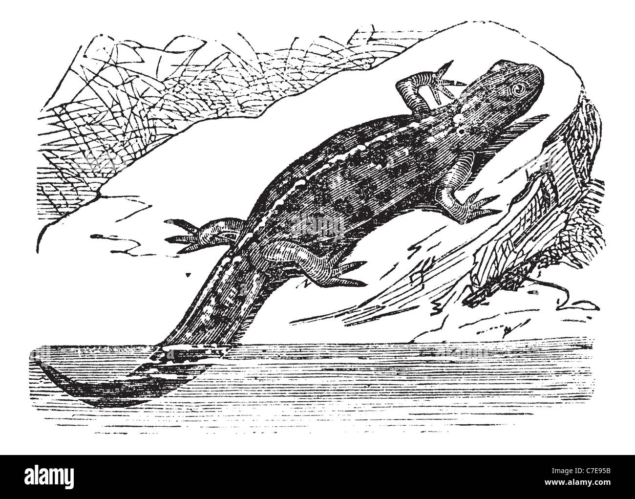 Newt egg Cut Out Stock Images & Pictures - Alamy