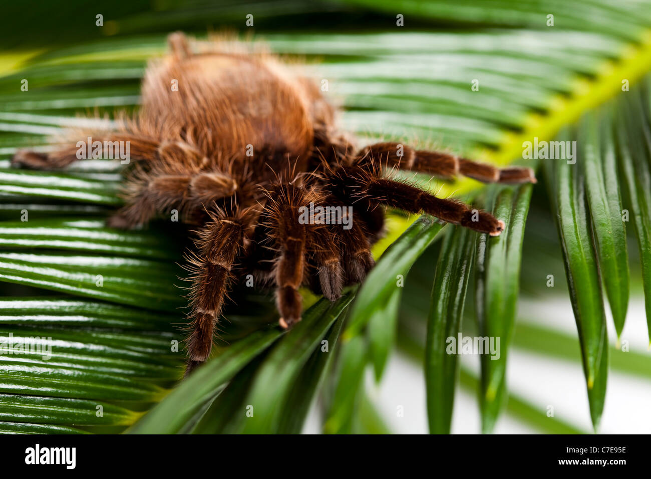 Scary Spider on Leaf Stock Photo - Alamy