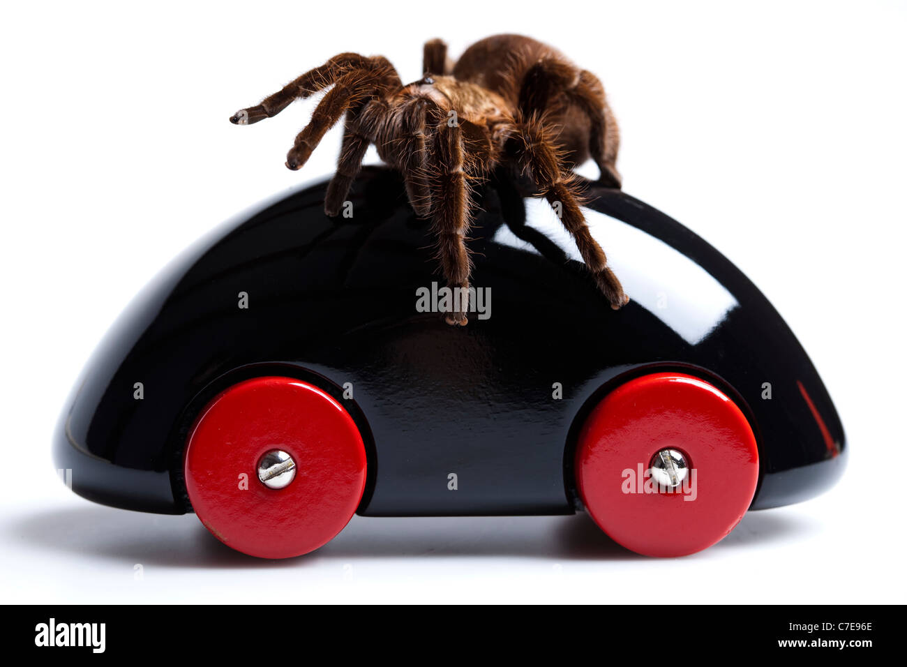 Tarantula on Toy Stock Photo - Alamy